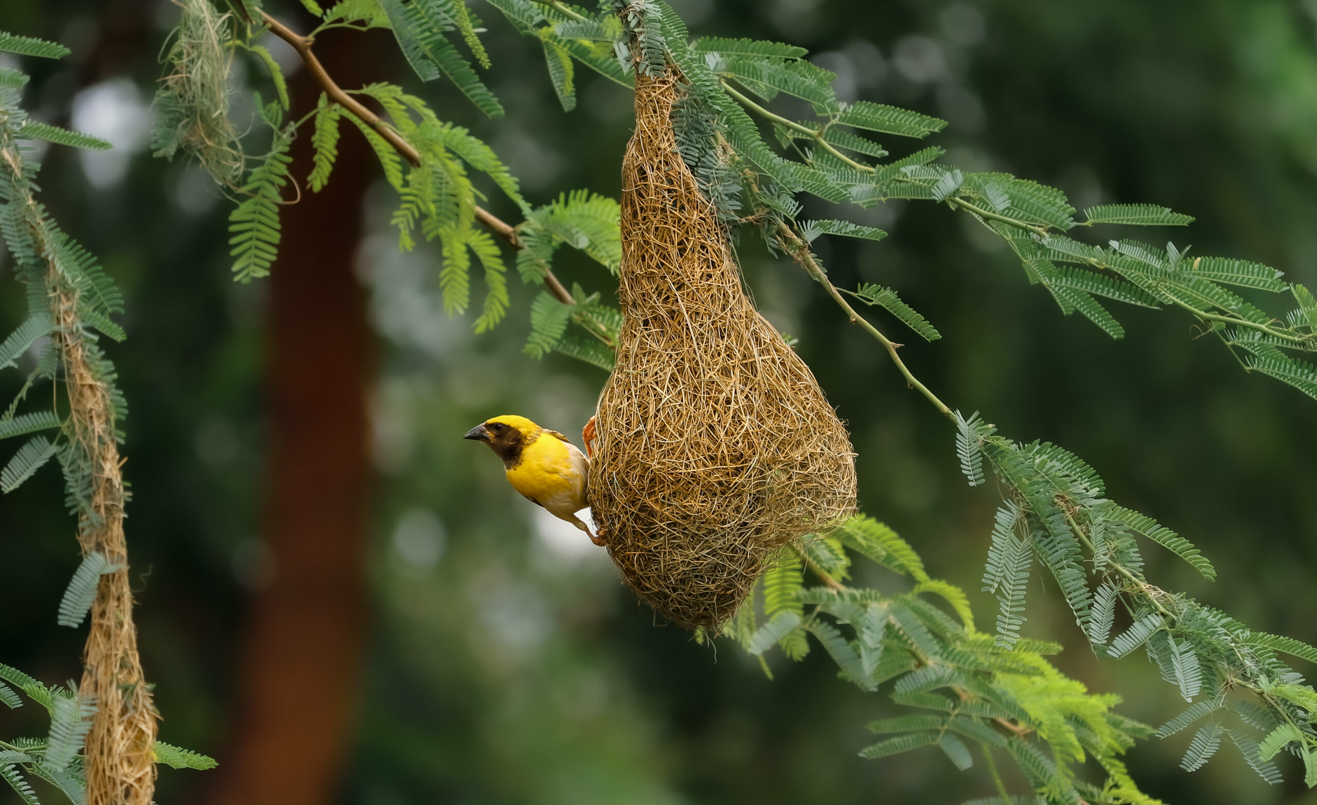 Bird Watching: The Nests of Birds (52 min) - Gospel Hall Audio