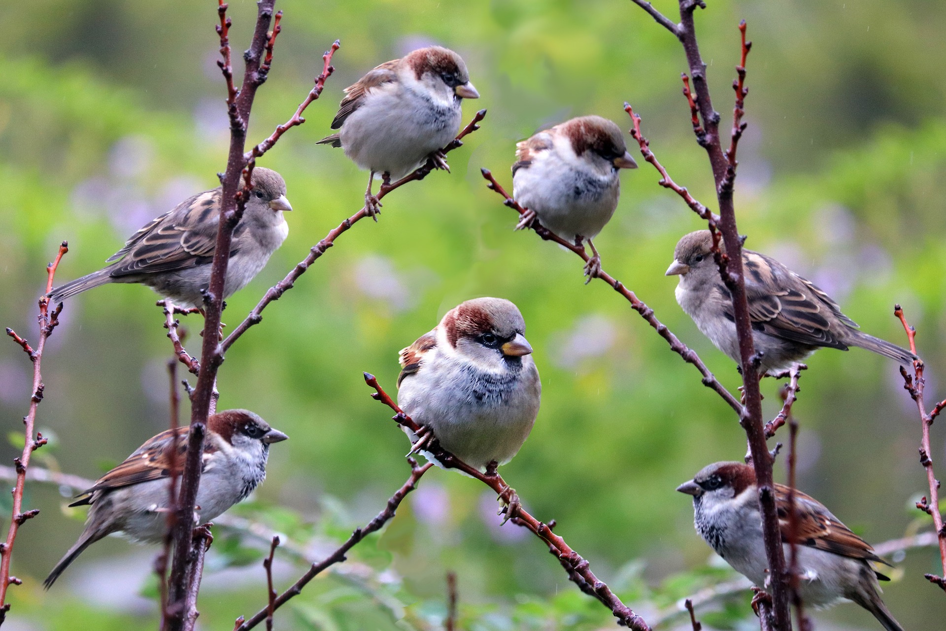 Bird Watching: Birds in the Ministry of Christ (61 min) - Gospel Hall Audio