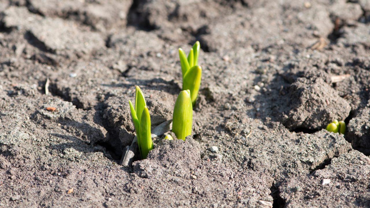 He Shall Grow Up Before Him (20 min) - Gospel Hall Audio